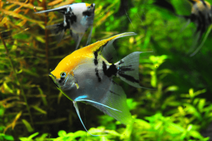 15 Best Angelfish Tank Mates