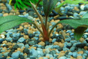 The Ultimate Resource for Aquariums & Fish Keeping - Smart Aquarium Guide