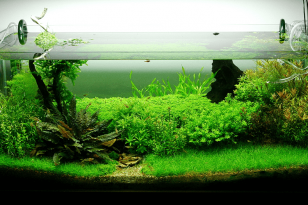 The Ultimate Resource for Aquariums & Fish Keeping - Smart Aquarium Guide