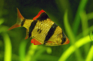 15 Best Tiger Barb Tank Mates - List of Compatible Species