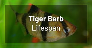 15 Best Tiger Barb Tank Mates - Full List of Tiger Barb Compatible Fish