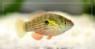 Flagfish - Habitat, Feeding, Breeding, Tank Size & Mates