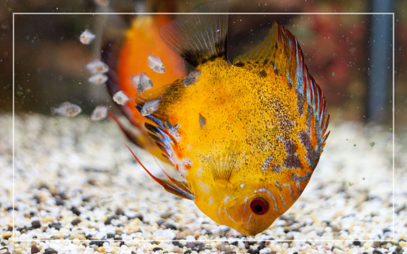 How Long Does It Take For Baby Fish To Grow 